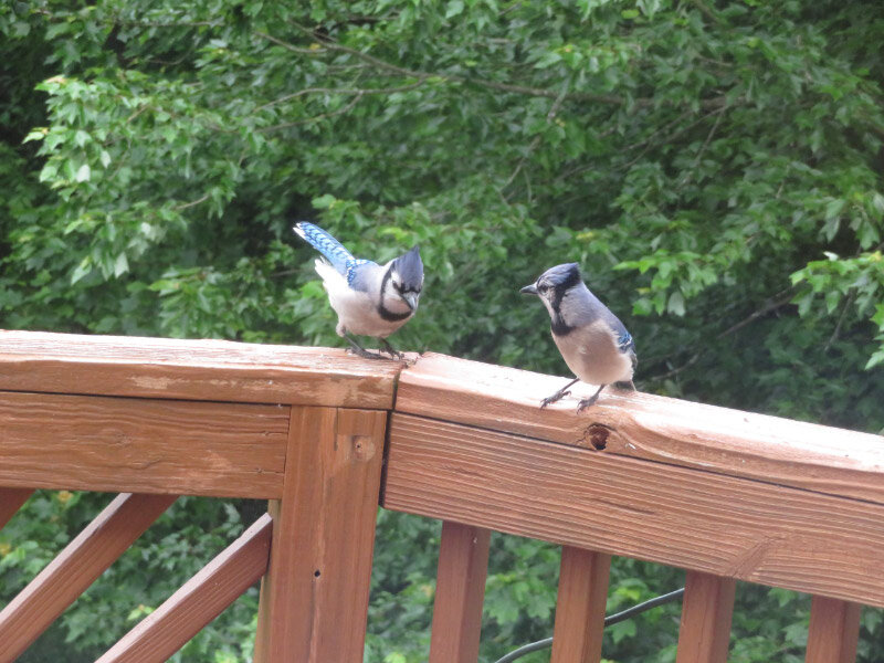 Cape May Spring Festival (2nd day), Last Iris, 3 Tangle Prompt — The ...