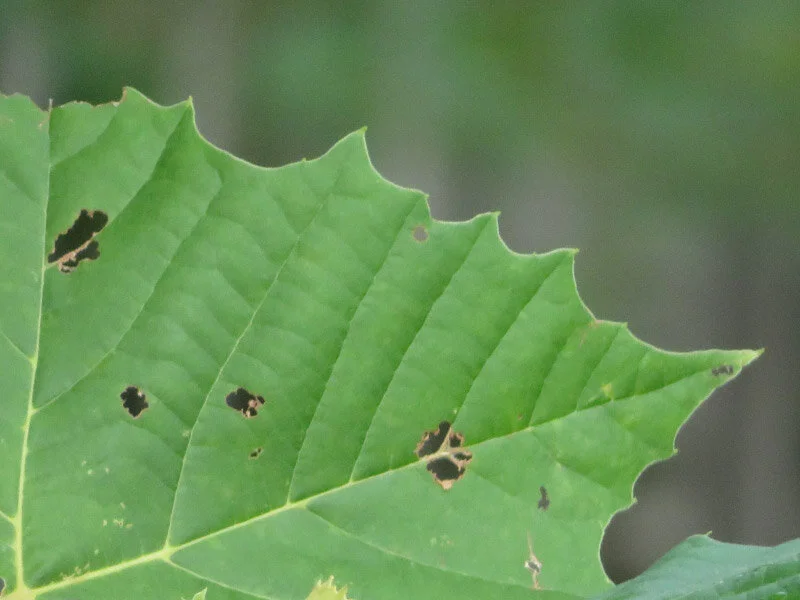 Sycamore Tree Leaf Identification