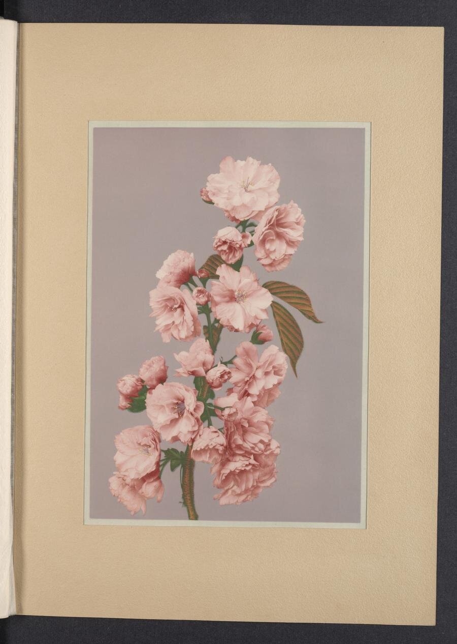 Japanese Art — The 21st Century Matriarch