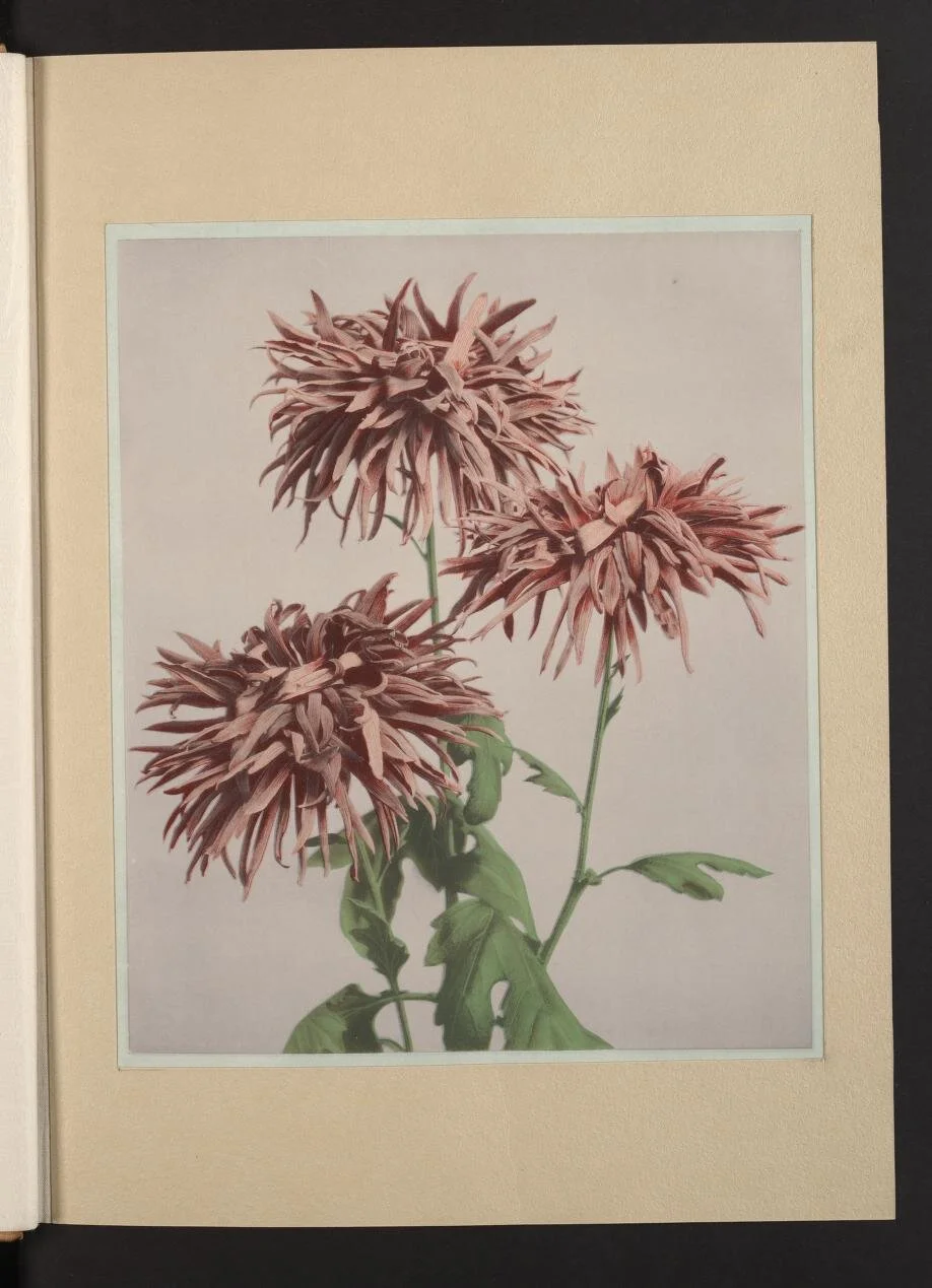 Japanese Art — The 21st Century Matriarch