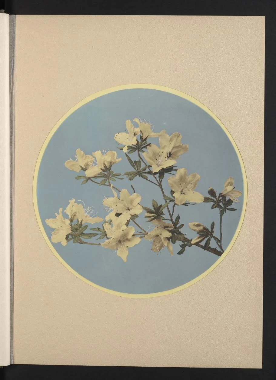Japanese Art — The 21st Century Matriarch