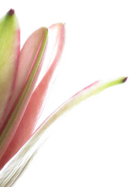 High Key Photography Experiments — The 21st Century Matriarch