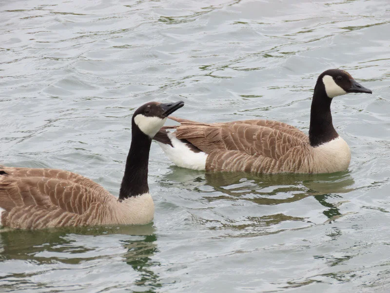 Birds at Josey Ranch — The 21st Century Matriarch