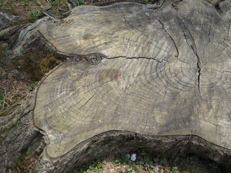Counting Tree Rings — The 21st Century Matriarch