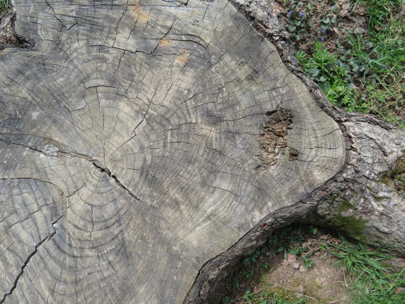 Counting Tree Rings — The 21st Century Matriarch