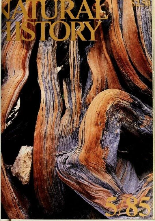 Browsing Natural History Magazines – April to June 2021 — The 21st ...