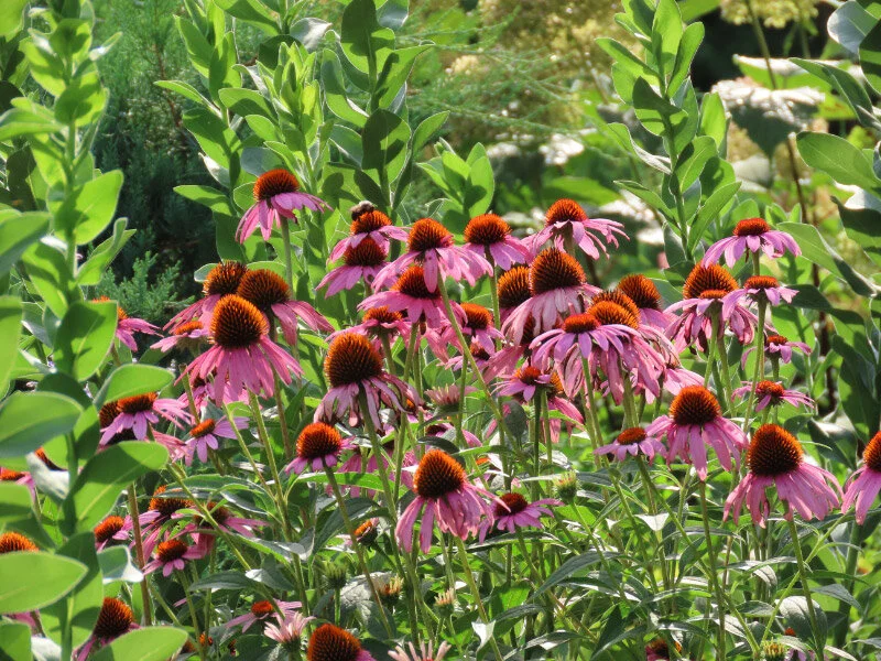 Springfield Botanical Garden – Part 1 — The 21st Century Matriarch