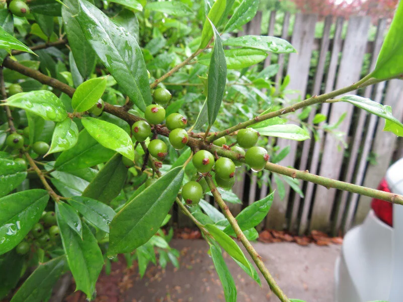 Springfield Yard and Xeriscape Garden — The 21st Century Matriarch