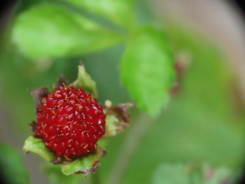 Macro Photography Practice (1 and 2) — The 21st Century Matriarch