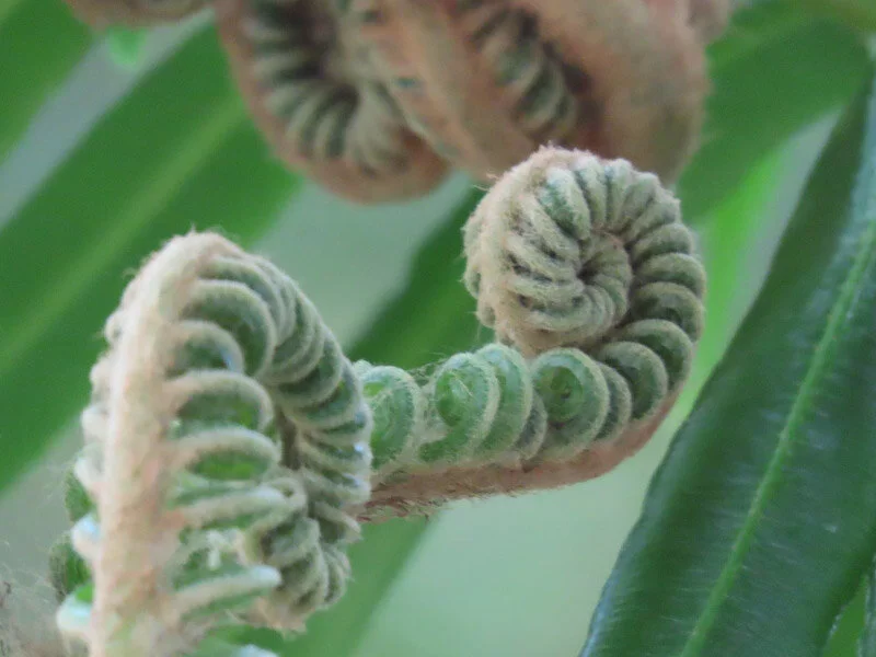 Longwood Gardens – Fiddleheads — The 21st Century Matriarch