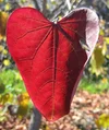 Our Favorite Nature Inspired Valentines' Day Activities — Treebath ...