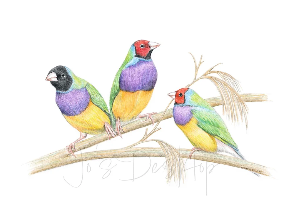 How To Draw A Finch