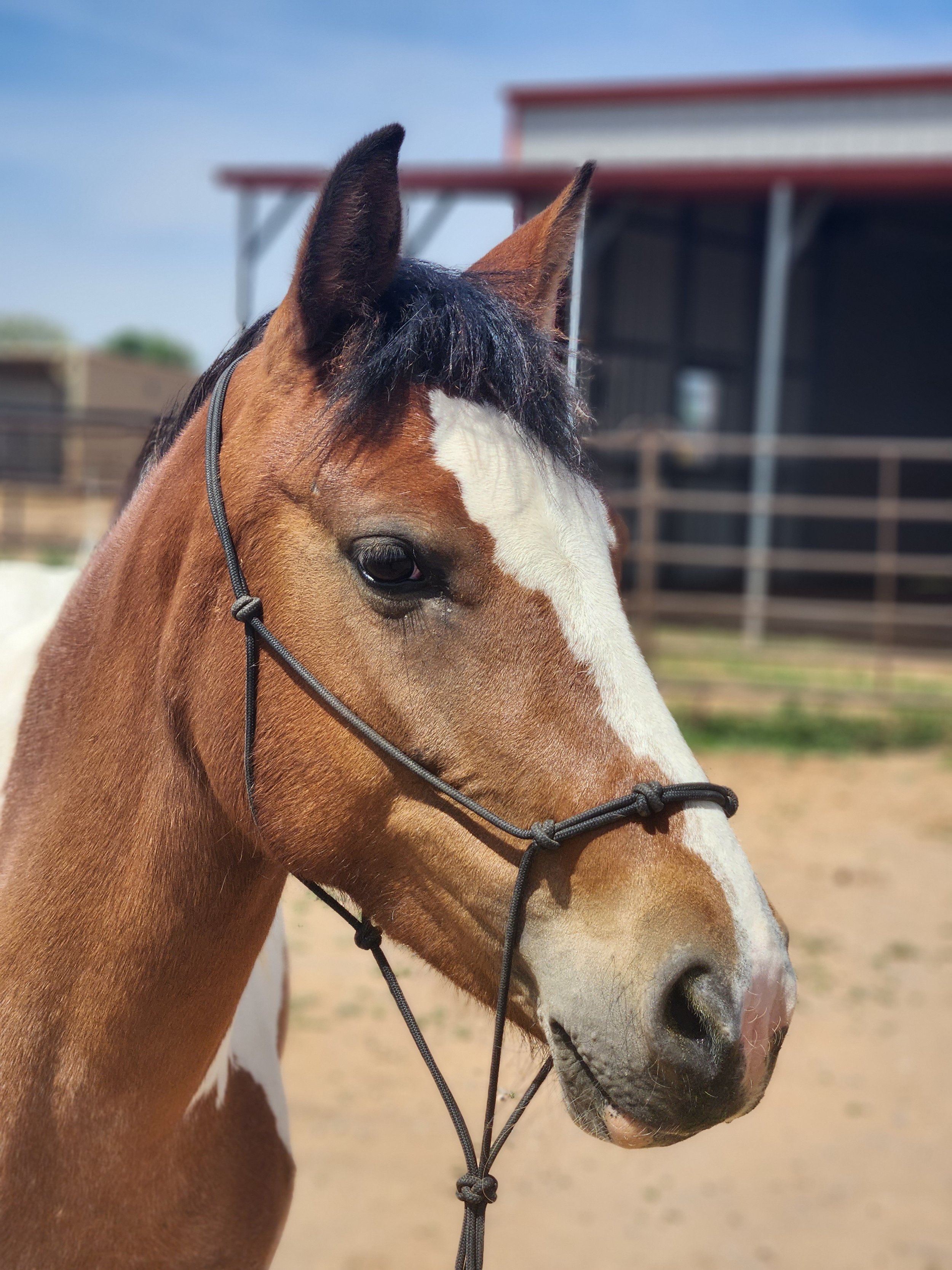 Meet our Horses — New Mexico Horse Rescue