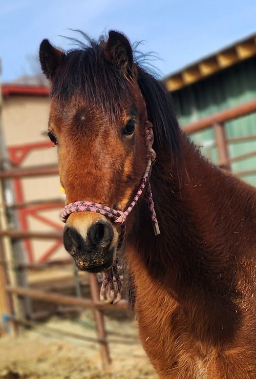 Meet our Equines — New Mexico Horse Rescue