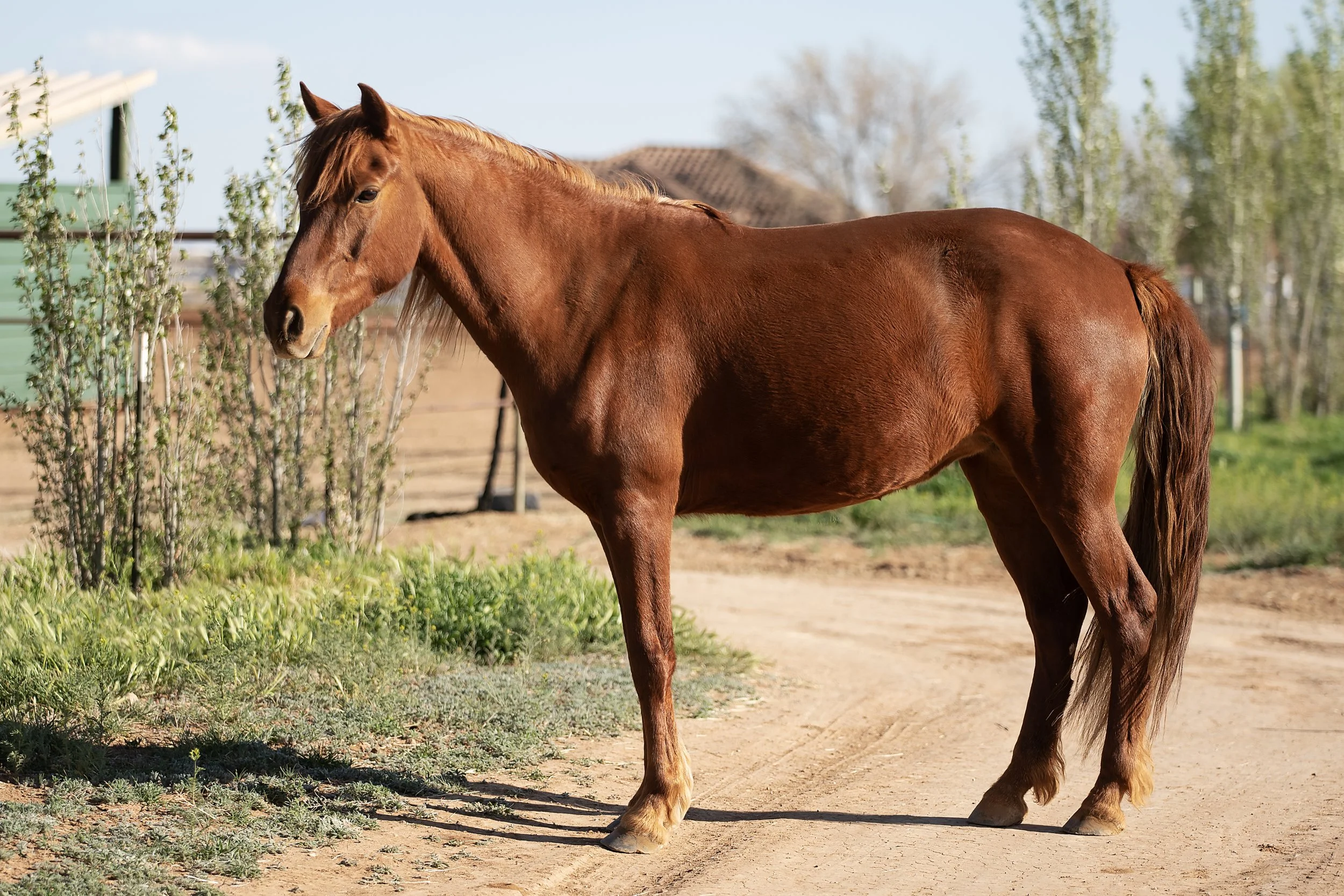 Dusty — New Mexico Horse Rescue