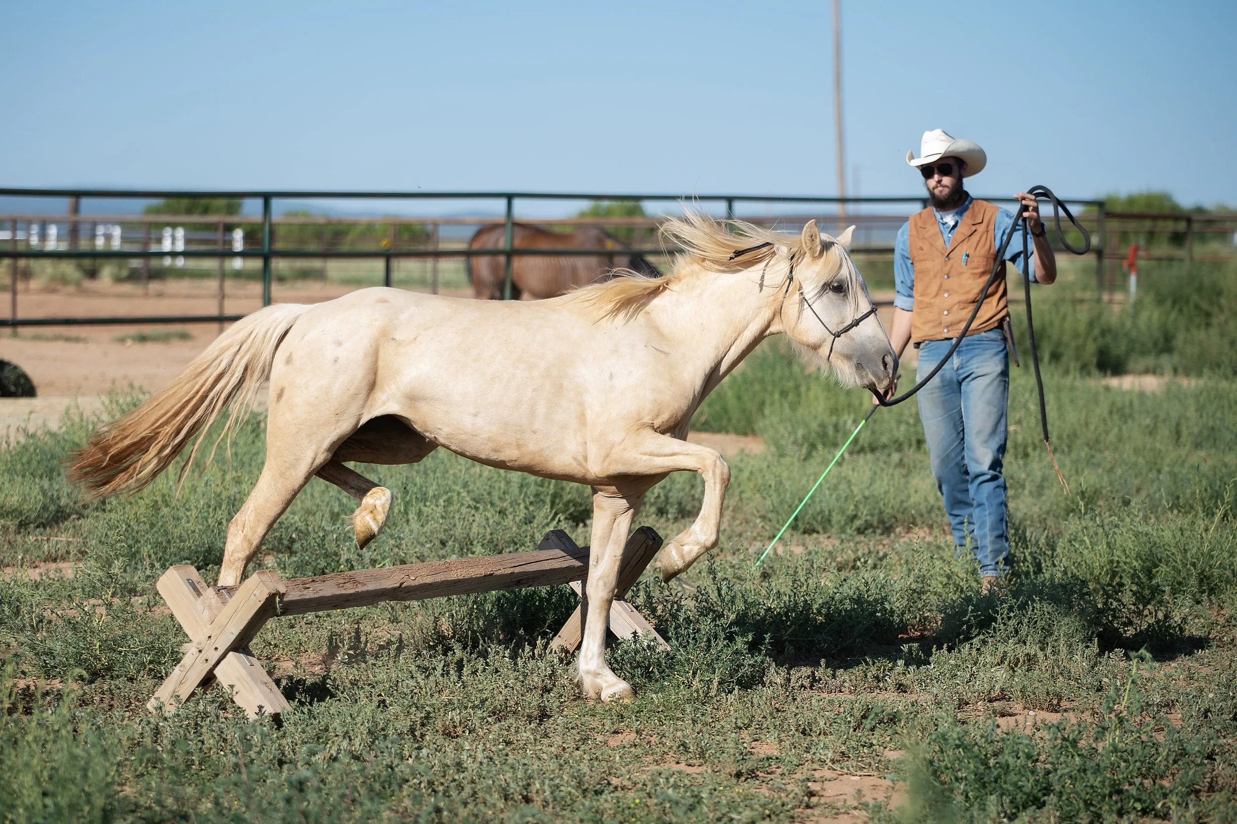 Nova — New Mexico Horse Rescue