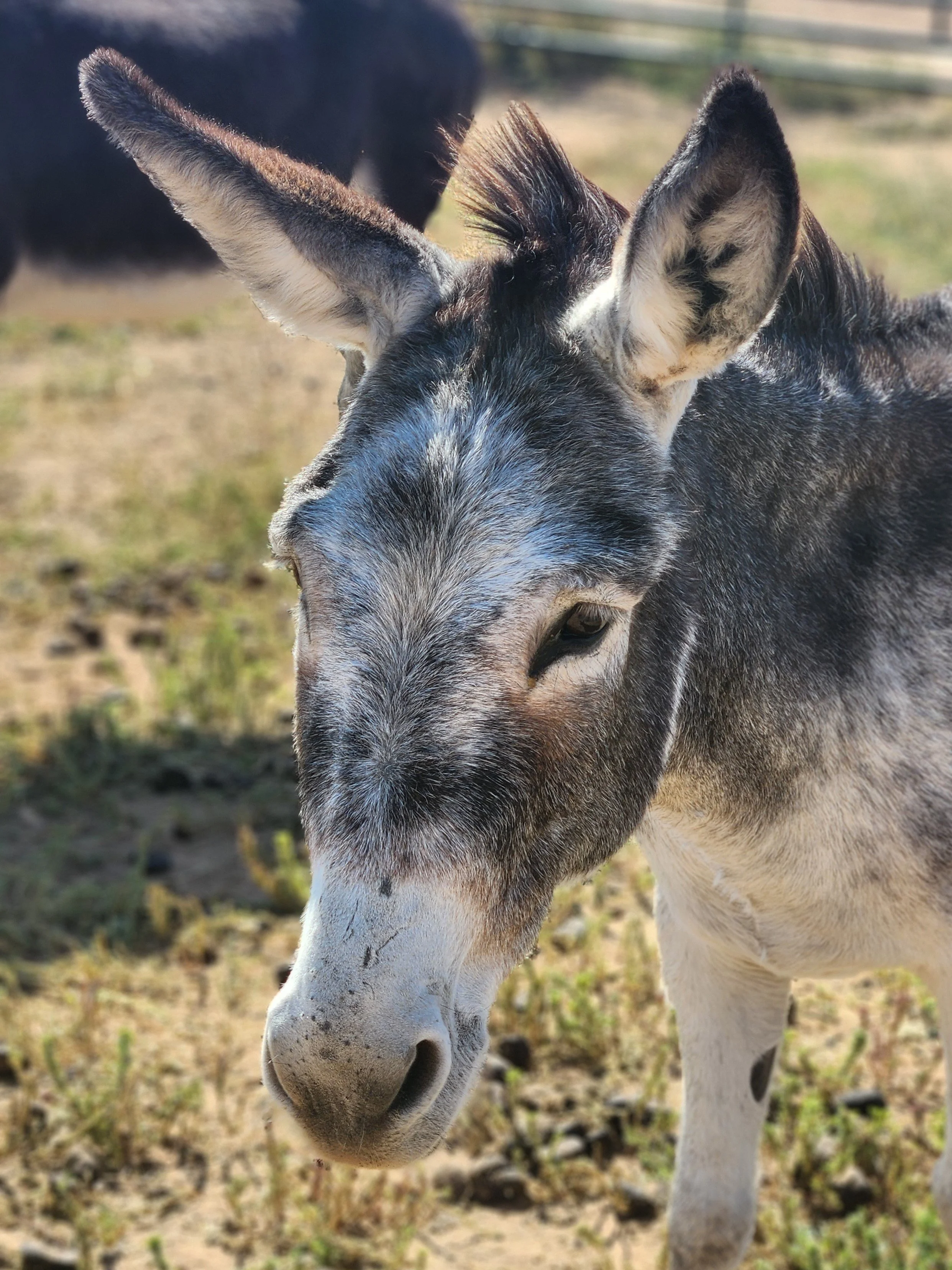 Meet our Equines — New Mexico Horse Rescue