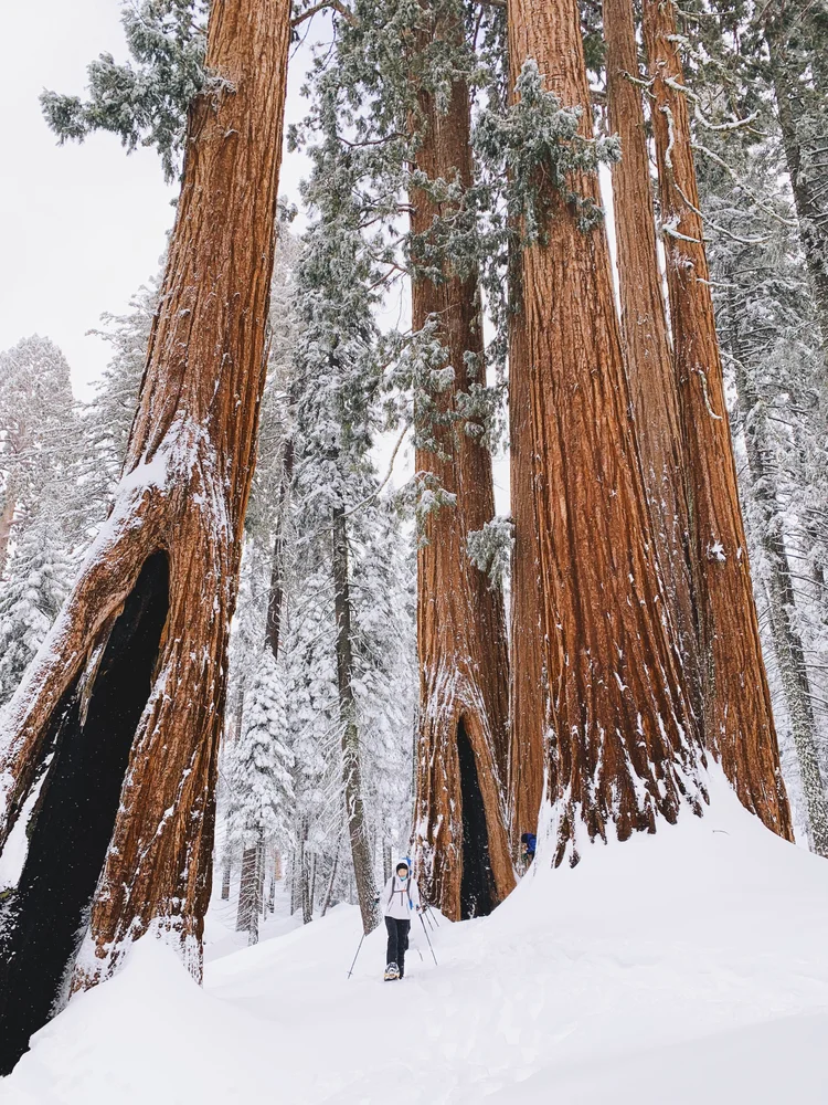 Snowshoeing Among the Great Sequoia Trees — minilyfe