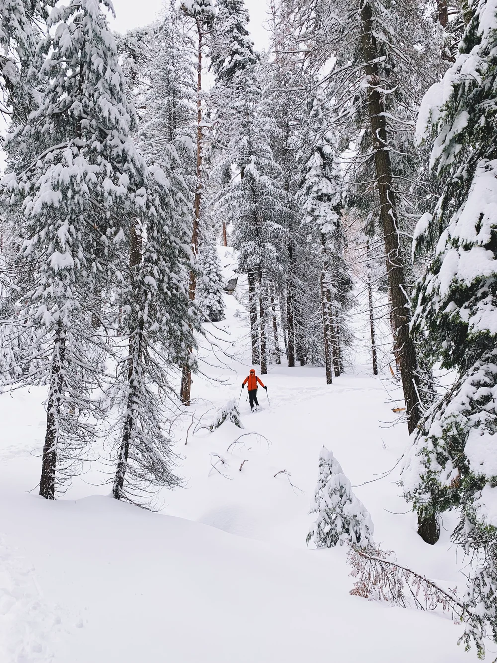 Snowshoeing Among the Great Sequoia Trees — minilyfe