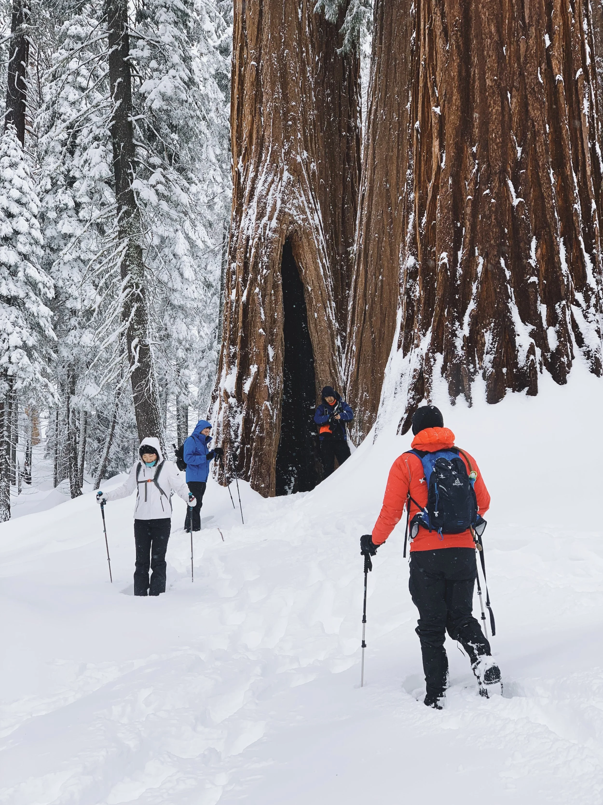 Snowshoeing Among the Great Sequoia Trees — minilyfe