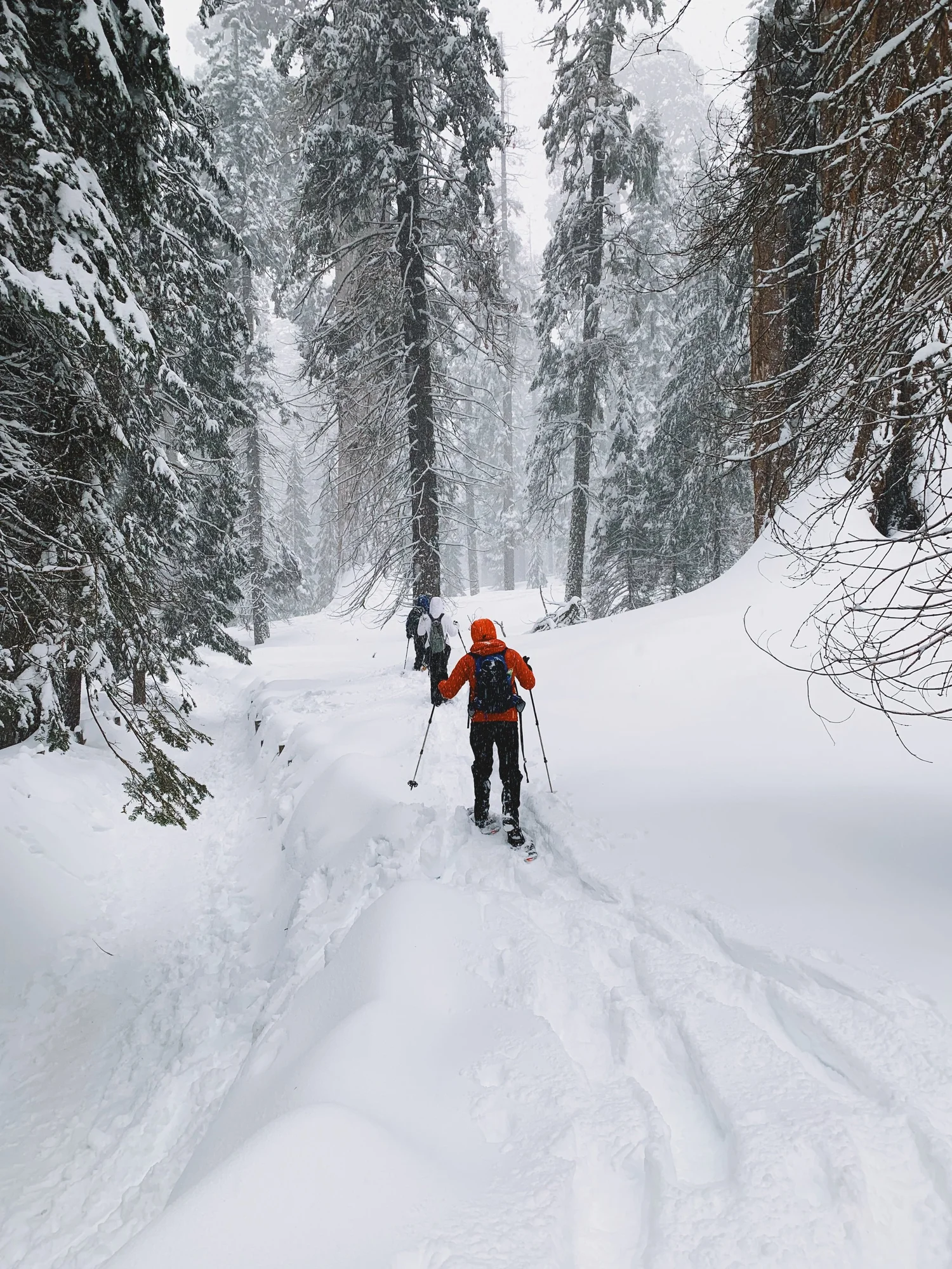 Snowshoeing Among the Great Sequoia Trees — minilyfe