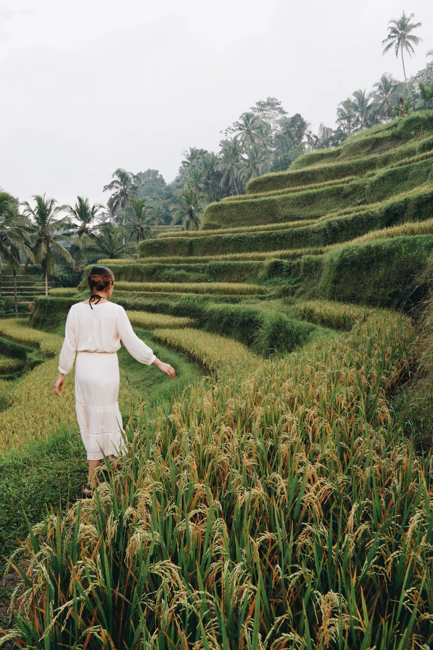 Morning at Tegalalang Rice Terrace — minilyfe