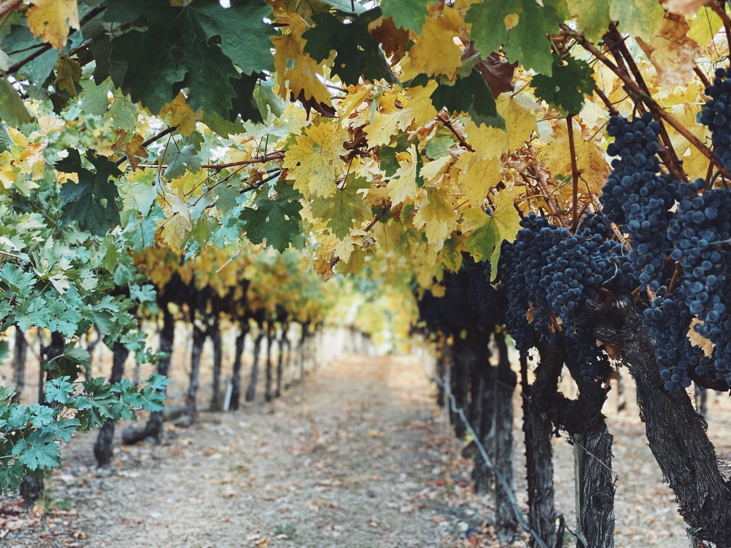 An Afternoon at Castello di Amoroso Winery — minilyfe