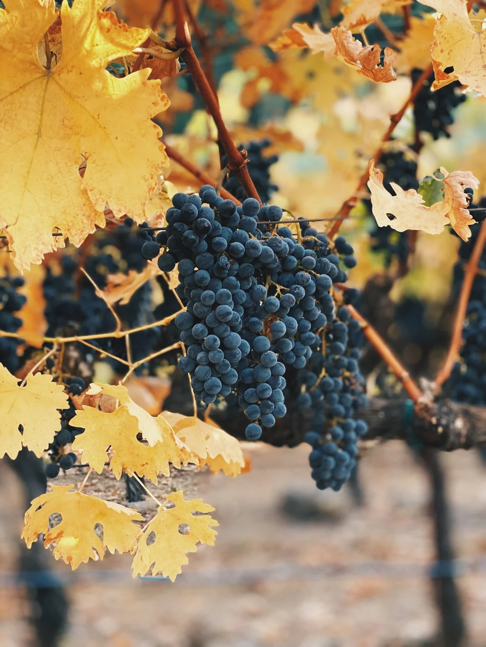 An Afternoon at Castello di Amoroso Winery — minilyfe