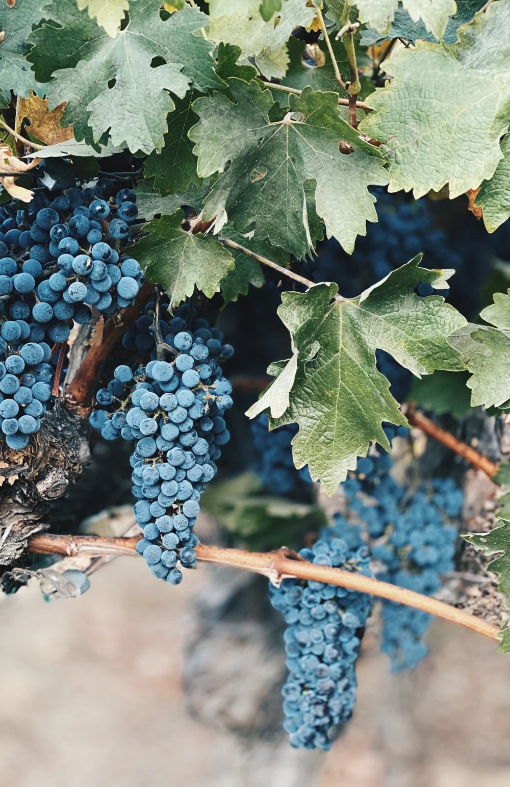 An Afternoon at Castello di Amoroso Winery — minilyfe