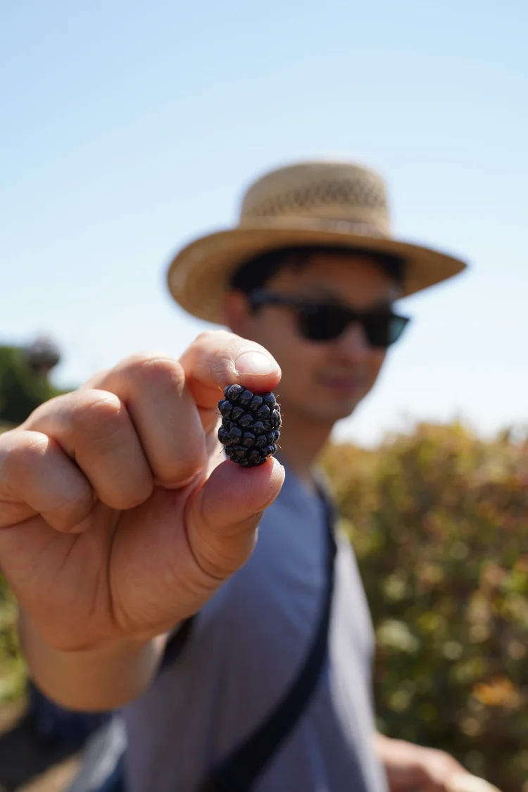 Summer Berry Picking with Friends — minilyfe