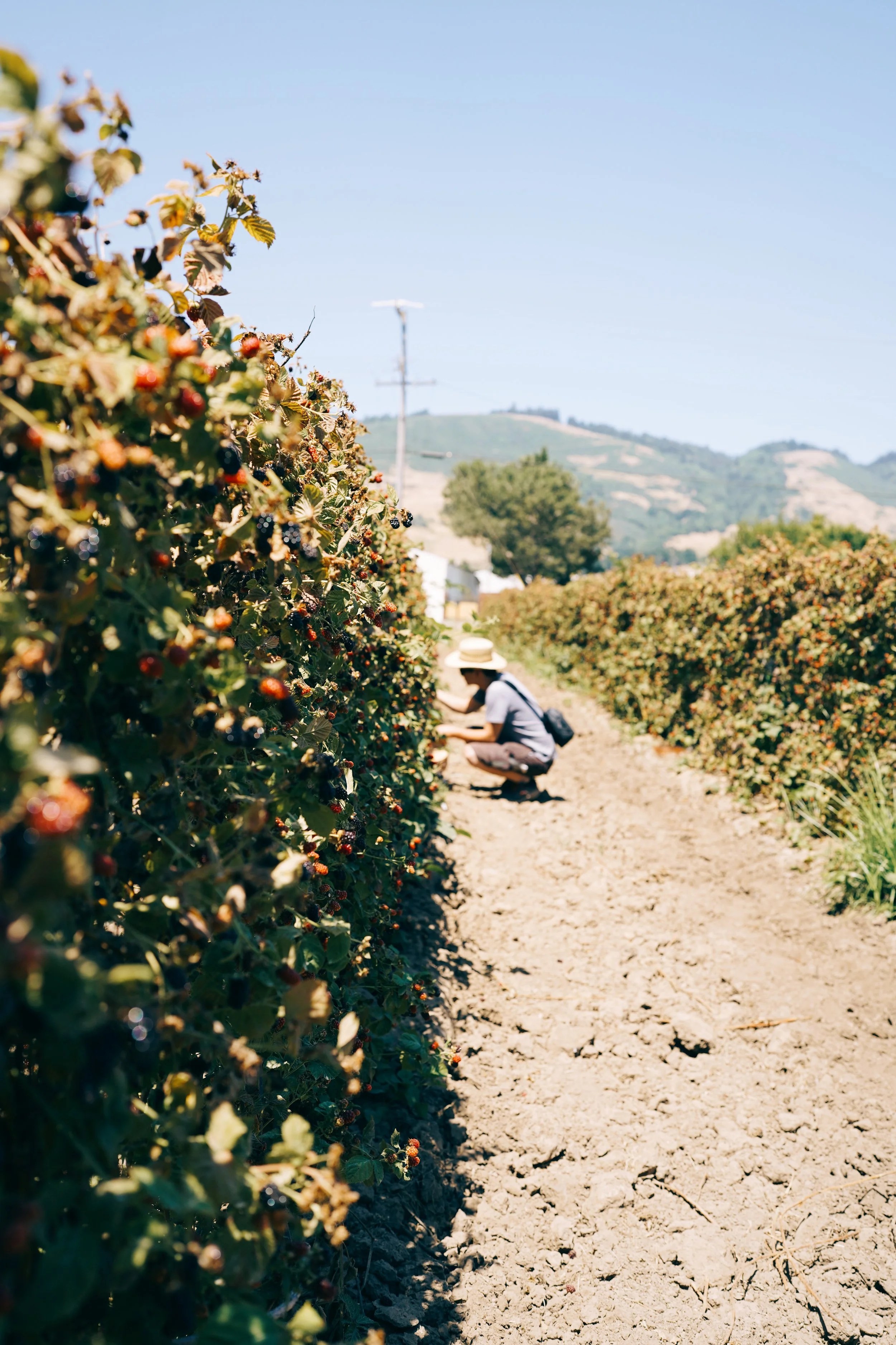 Summer Berry Picking with Friends — minilyfe