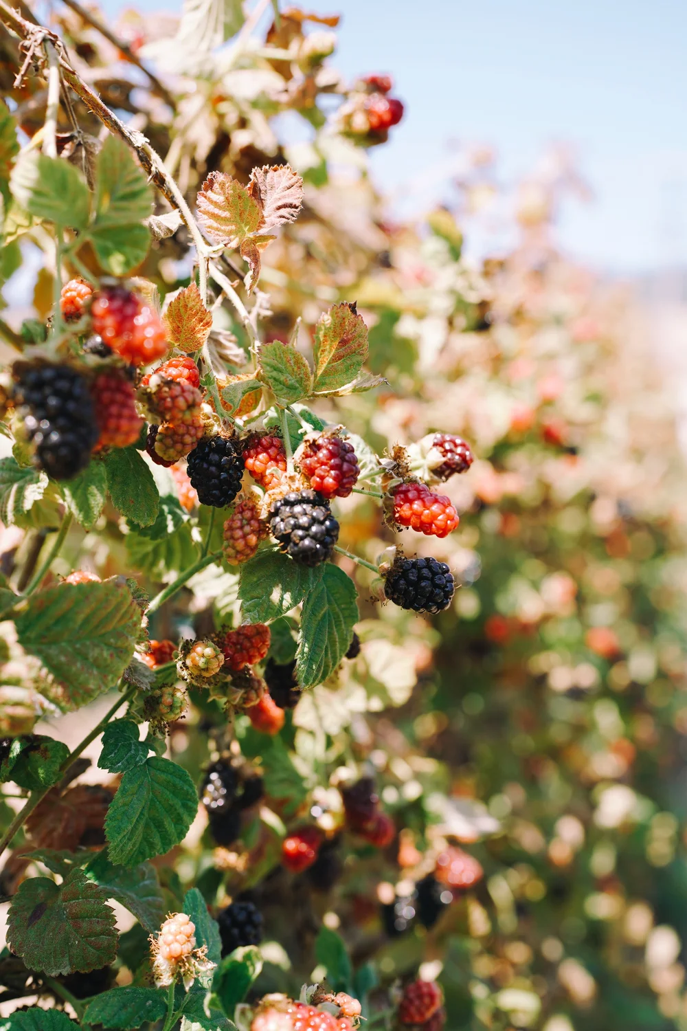 Summer Berry Picking with Friends — minilyfe