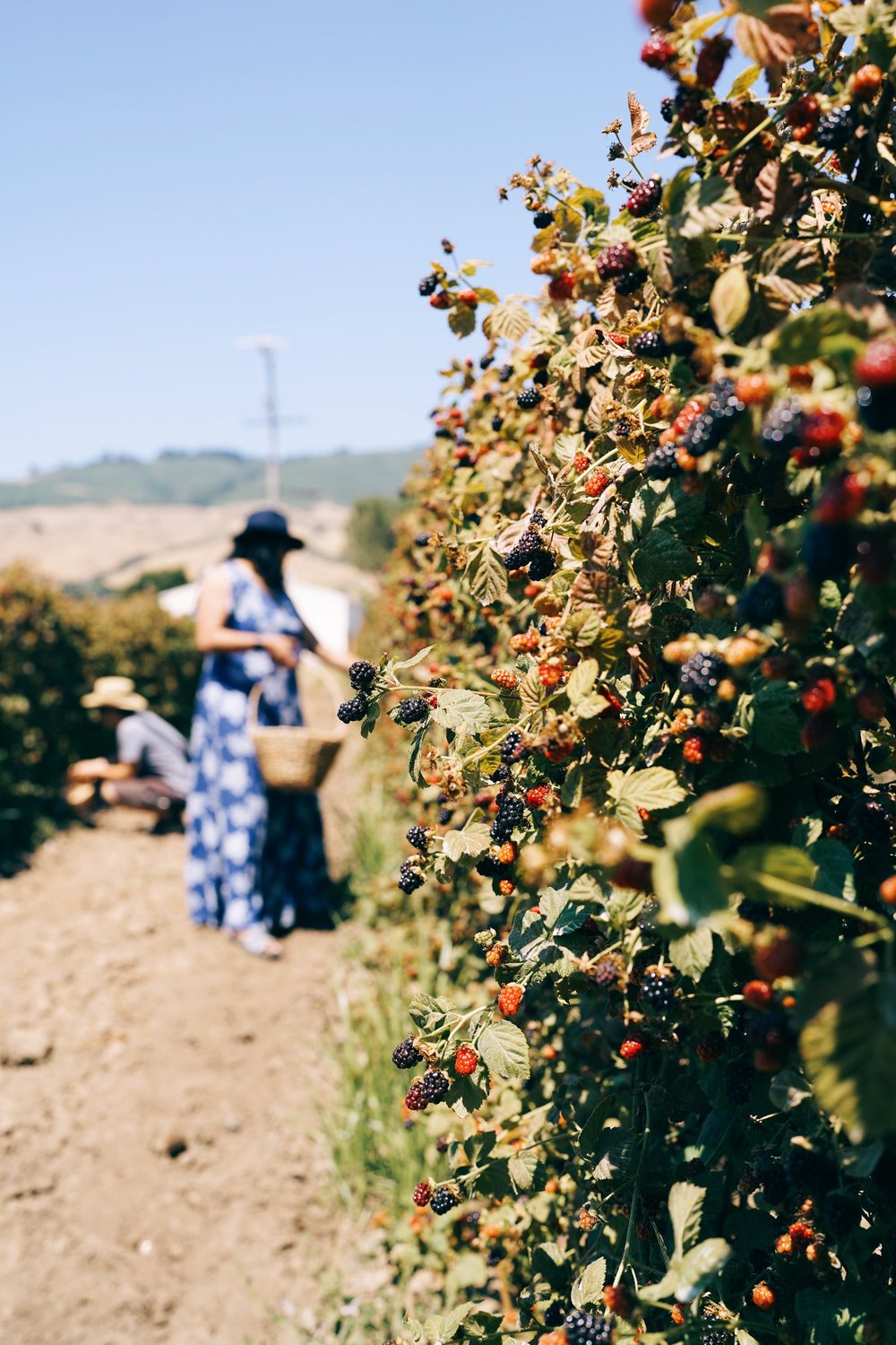 Summer Berry Picking with Friends — minilyfe