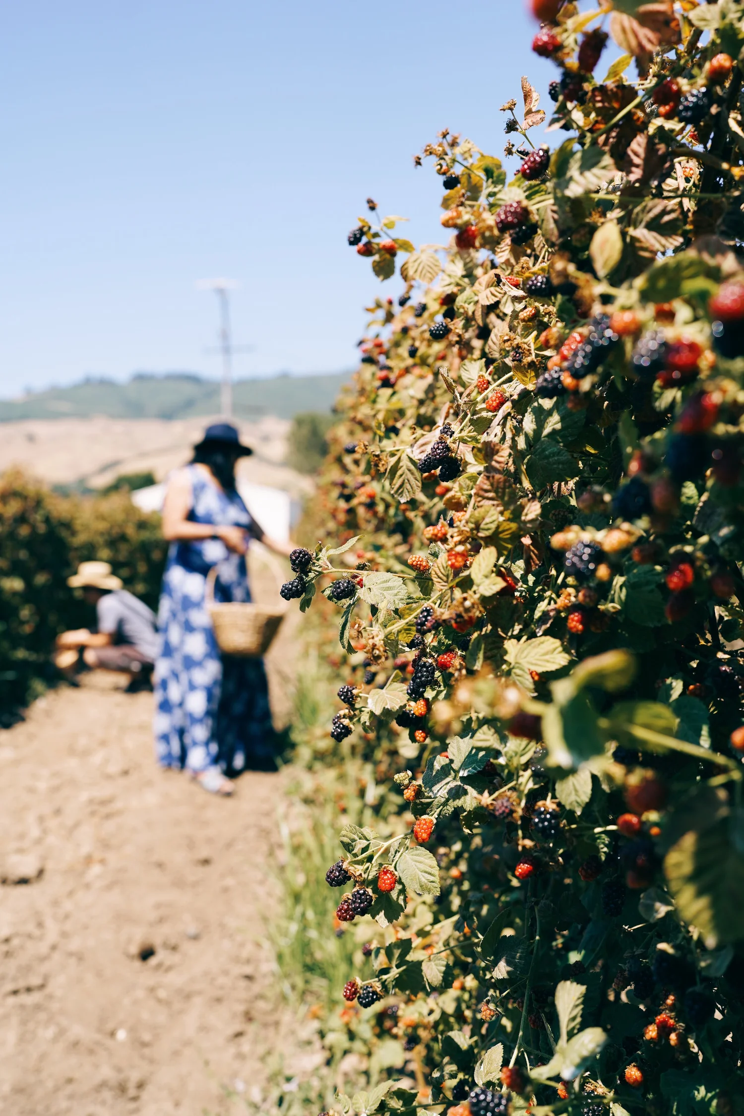 Summer Berry Picking with Friends — minilyfe