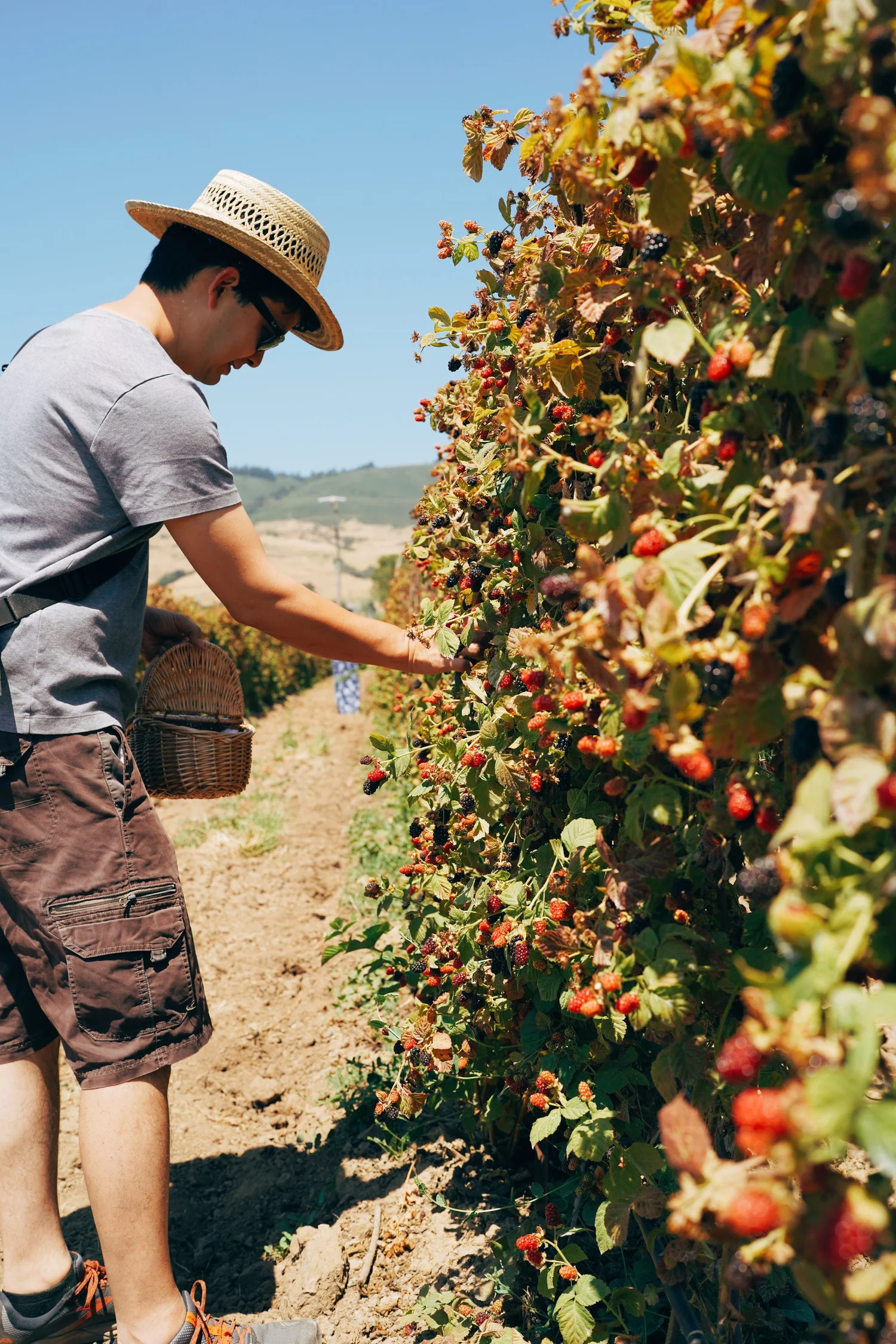 Summer Berry Picking with Friends — minilyfe