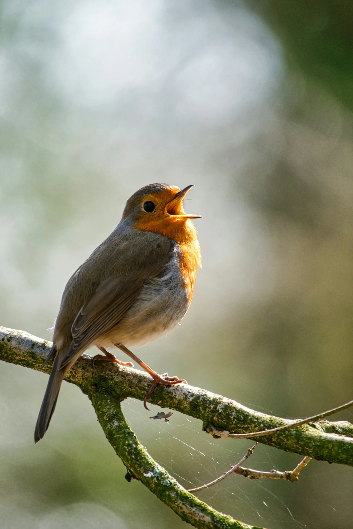 What Makes Your Heart Sing? What a Robin Can Teach Us About Our ...