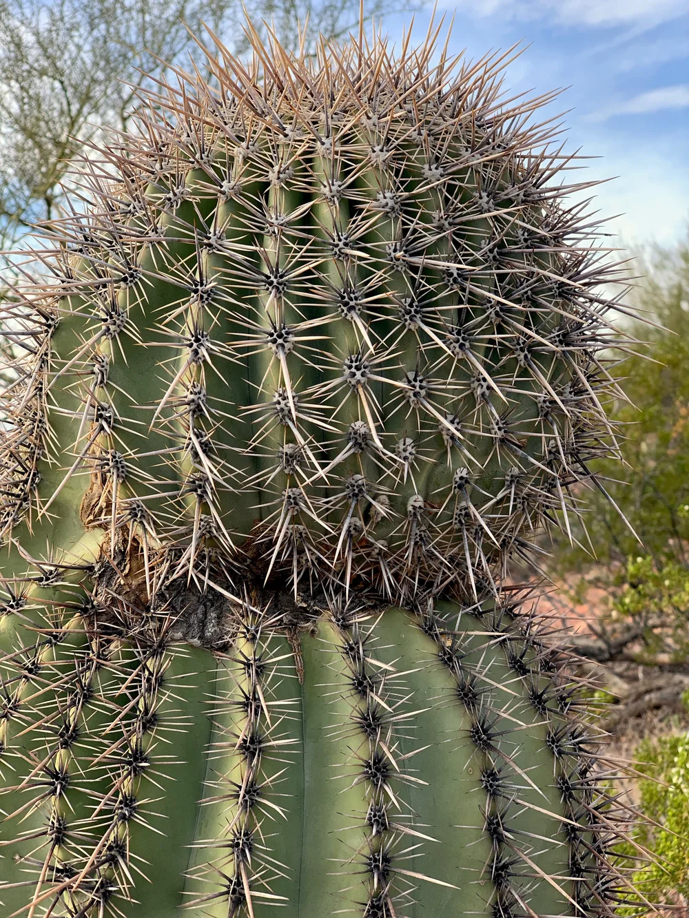 SAGUARO NATIONAL PARK — WILDERONES