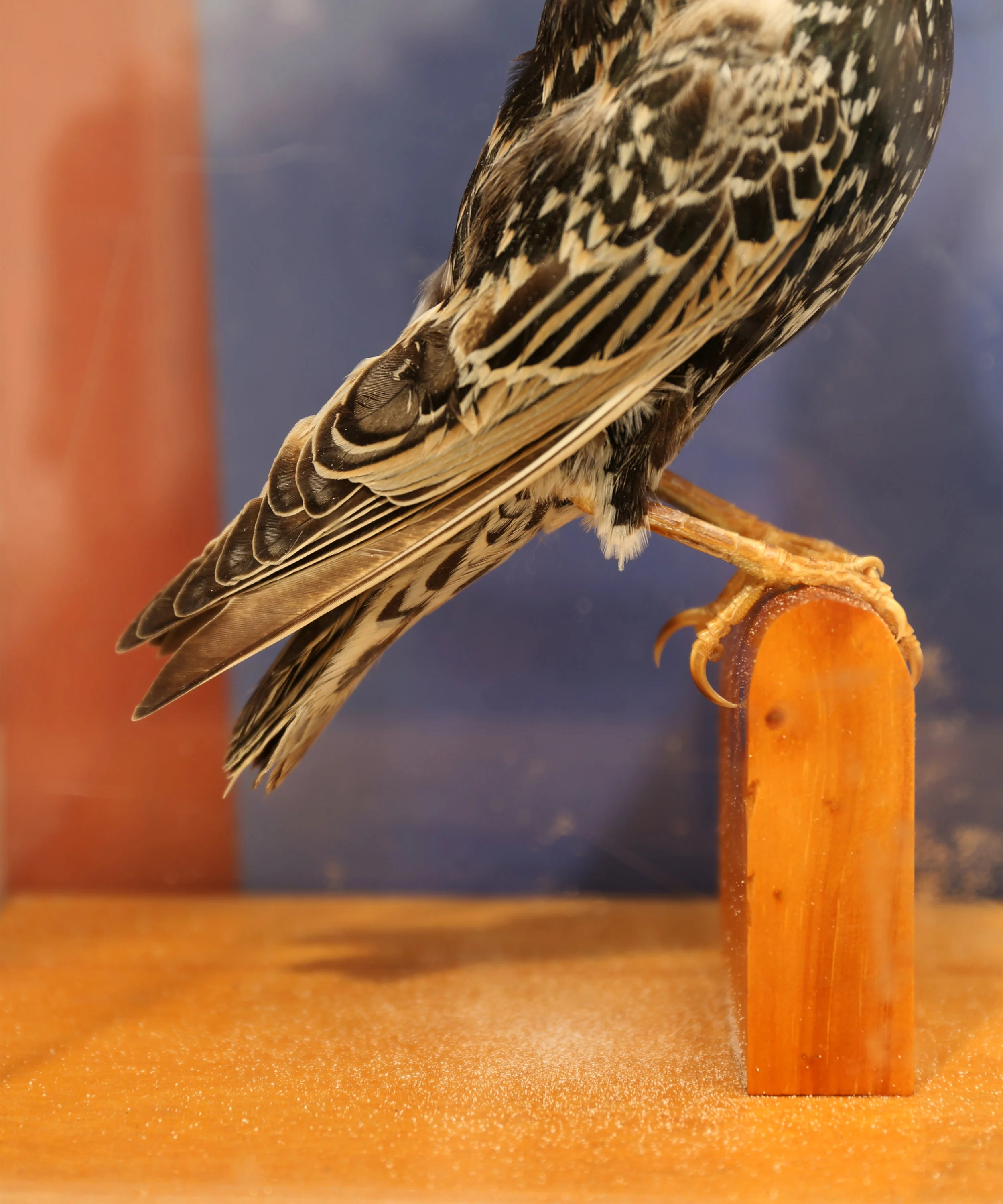 MASKS FOR MAGICIANS (2018) — Ali McCann