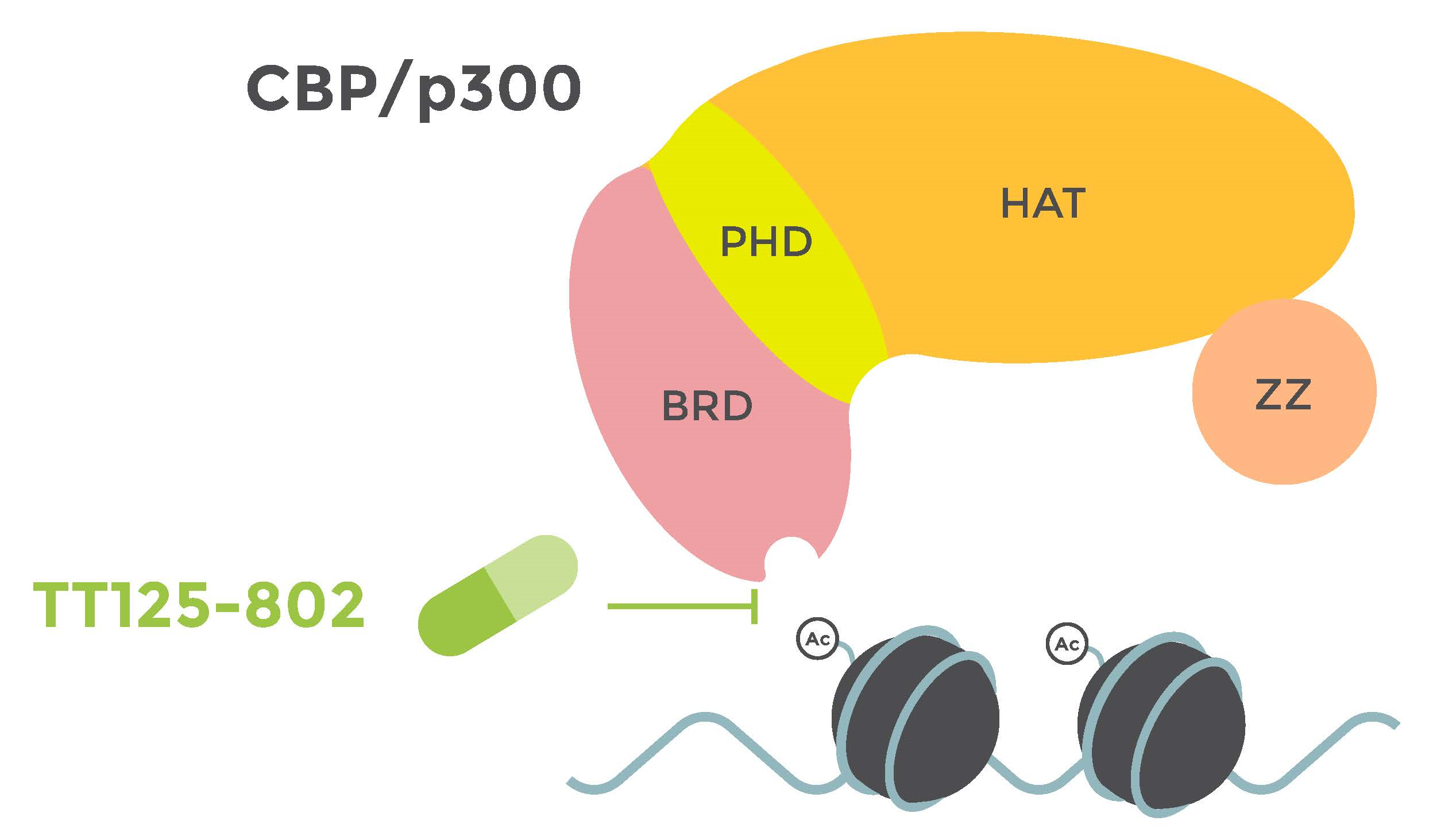 Our Approach — TOLREMO therapeutics: Stopping Non-genetic Cancer Drug ...