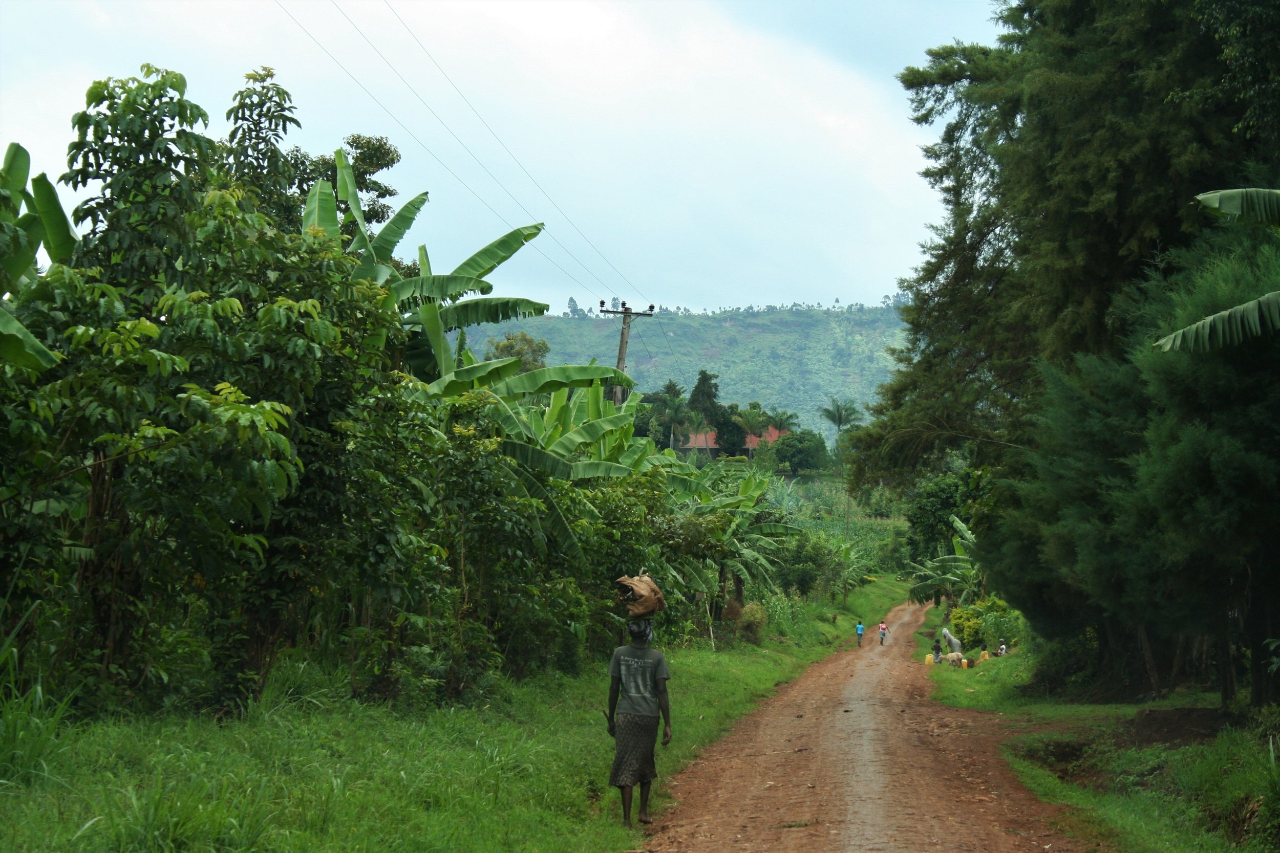 The Coffee Gardens