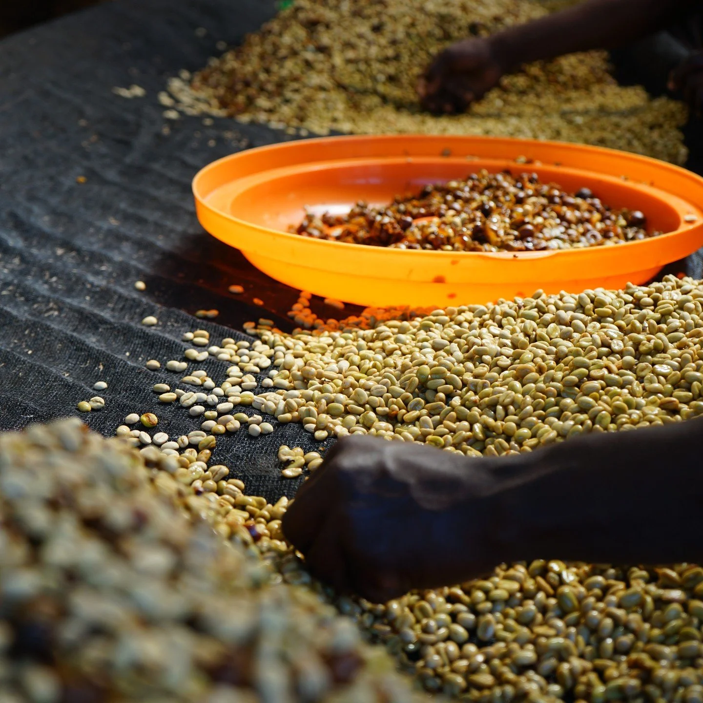 The Coffee Gardens — Our Station - Specialty Coffee Uganda