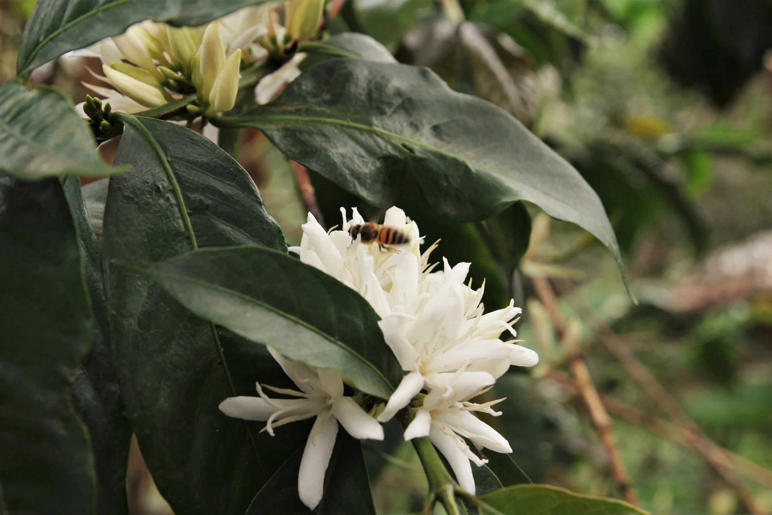 The Coffee Gardens