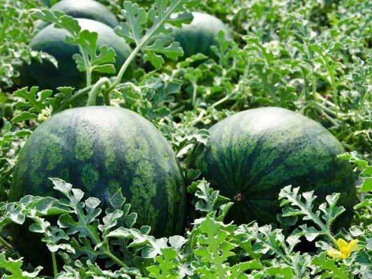 Barbary Plante Puerto Rico