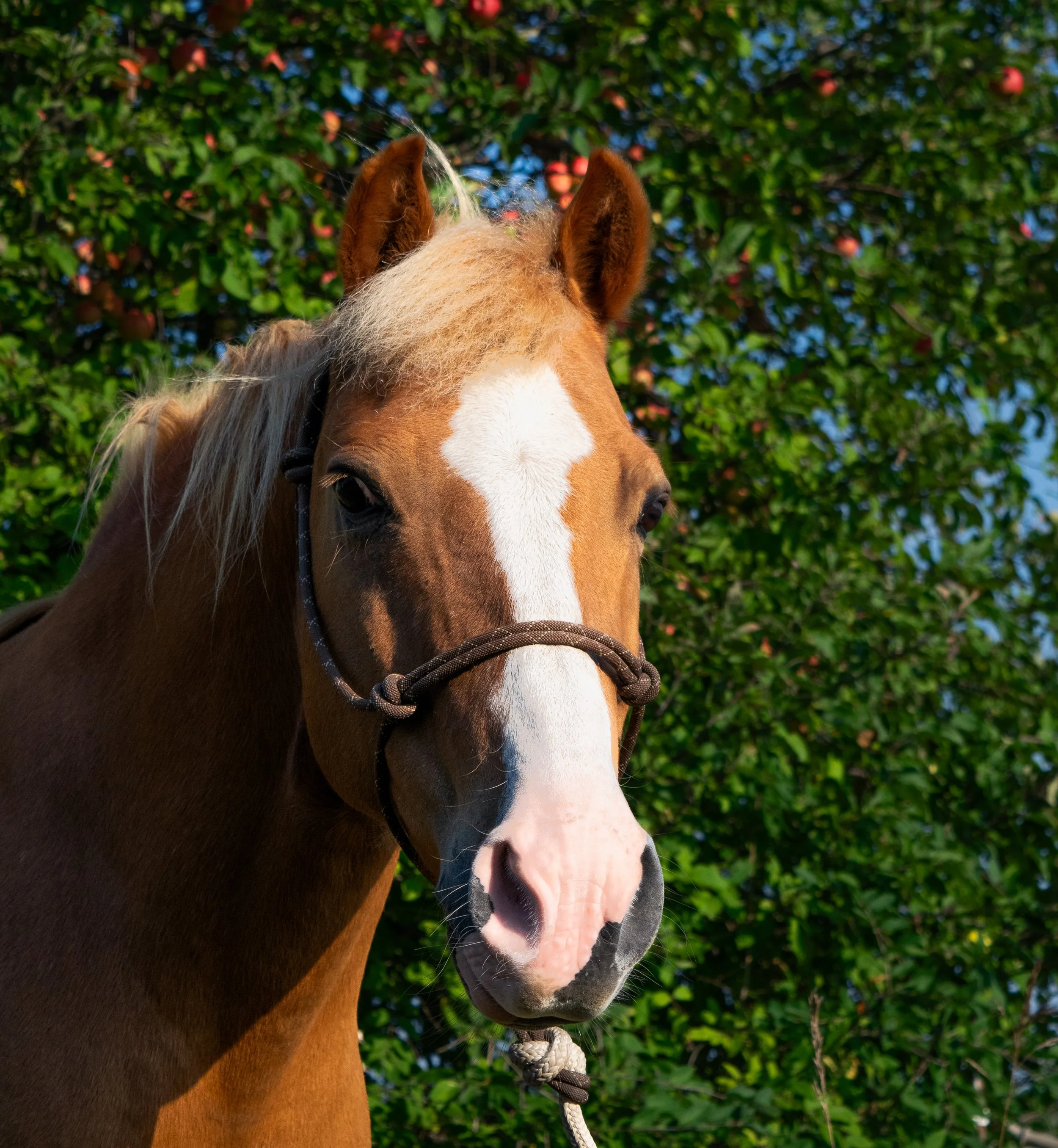 Lesson Horses — Rising Hope Equestrian Center
