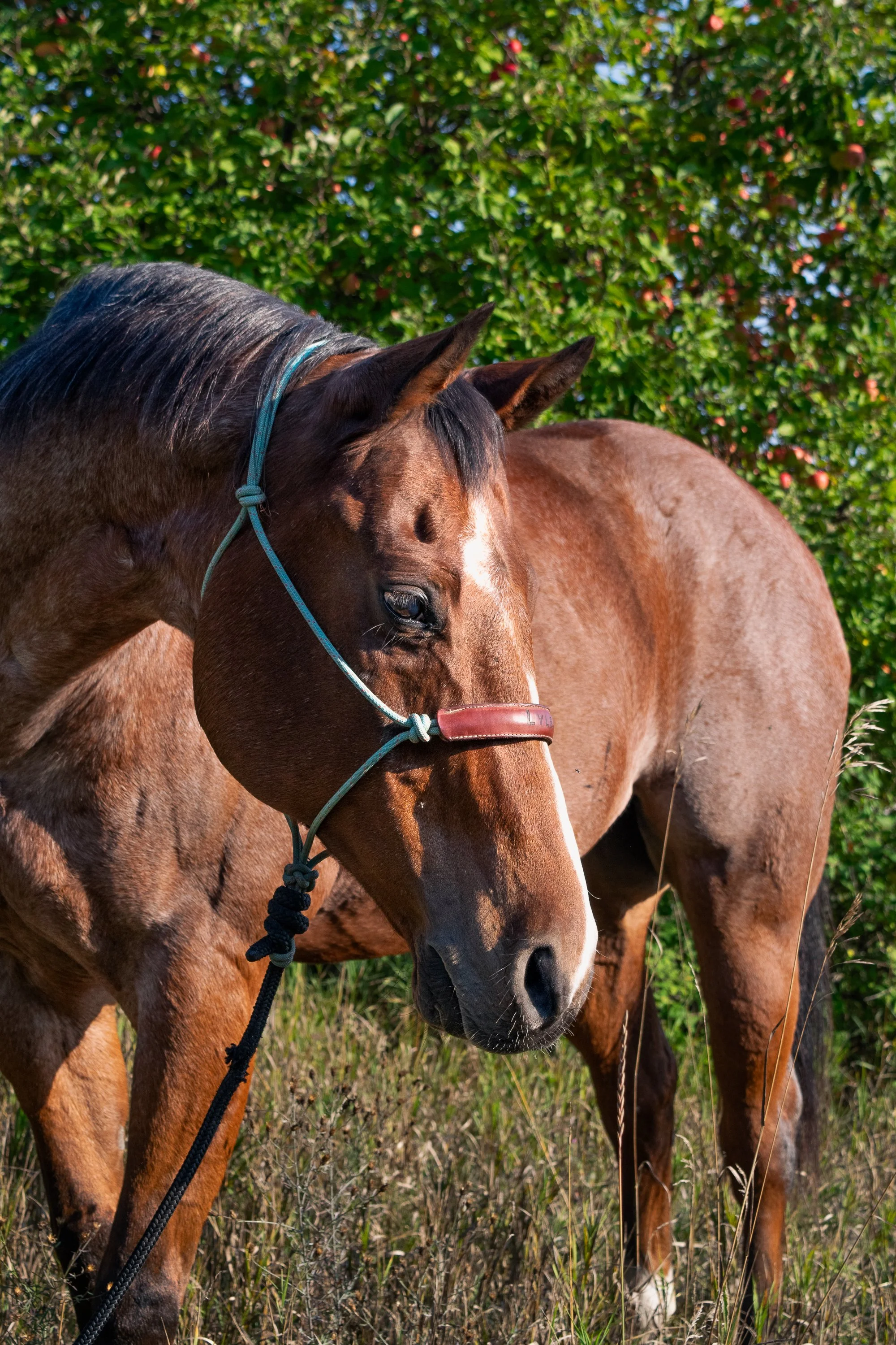 Lesson Horses — Rising Hope Equestrian Center