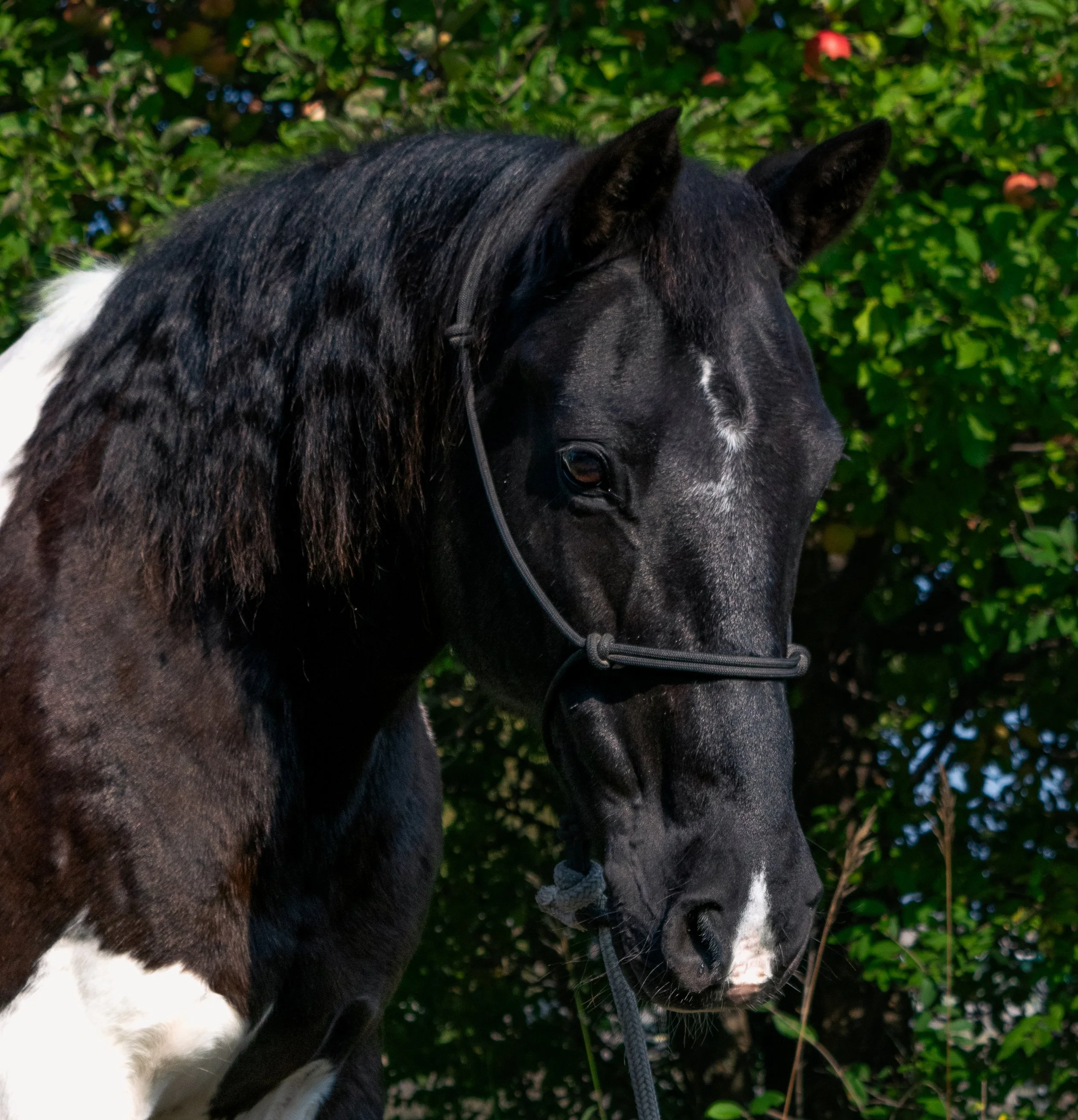 Lesson Horses — Rising Hope Equestrian Center