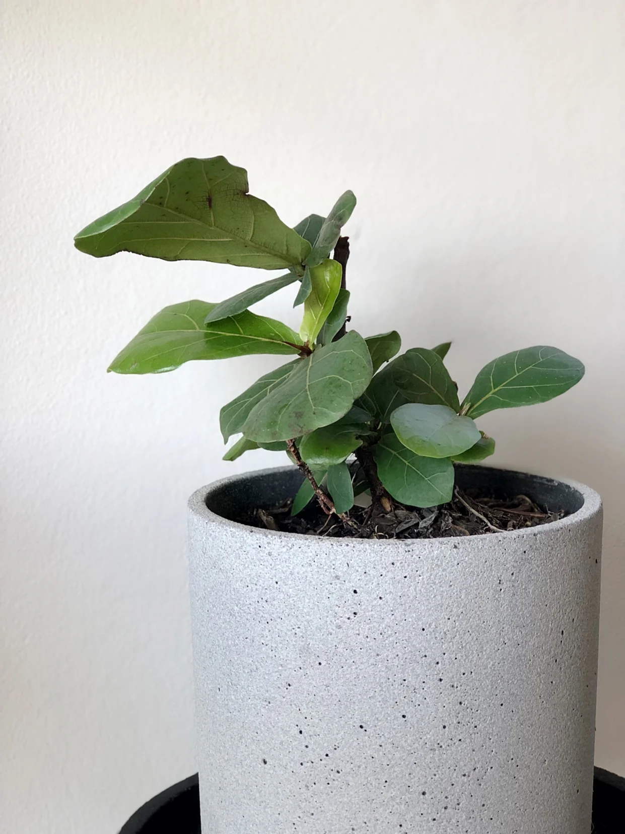 Concrete Trays — Harper + Wilde