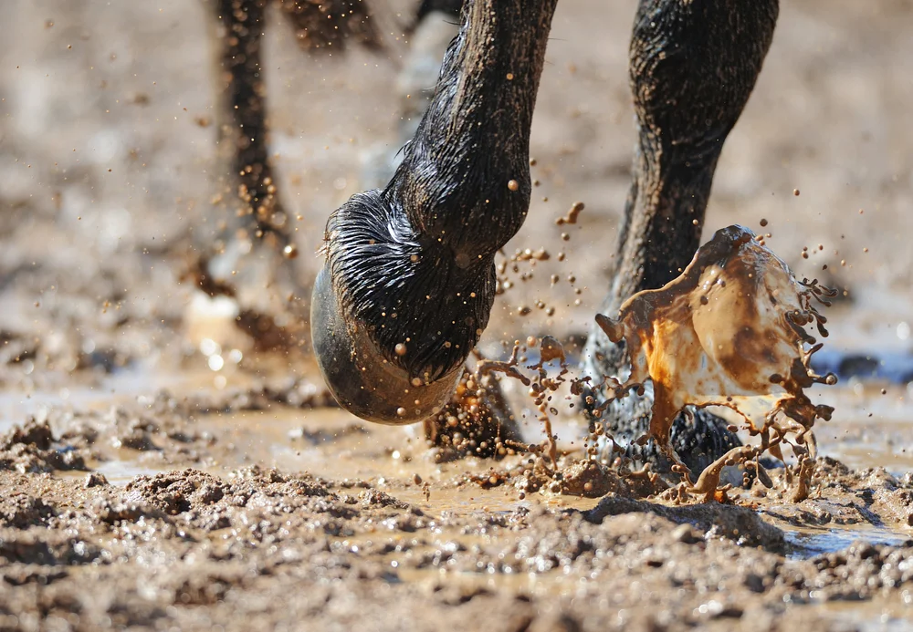 Greasy Heel/Mud Fever - 10 Steps to Effective Treatment. — Equestology ...