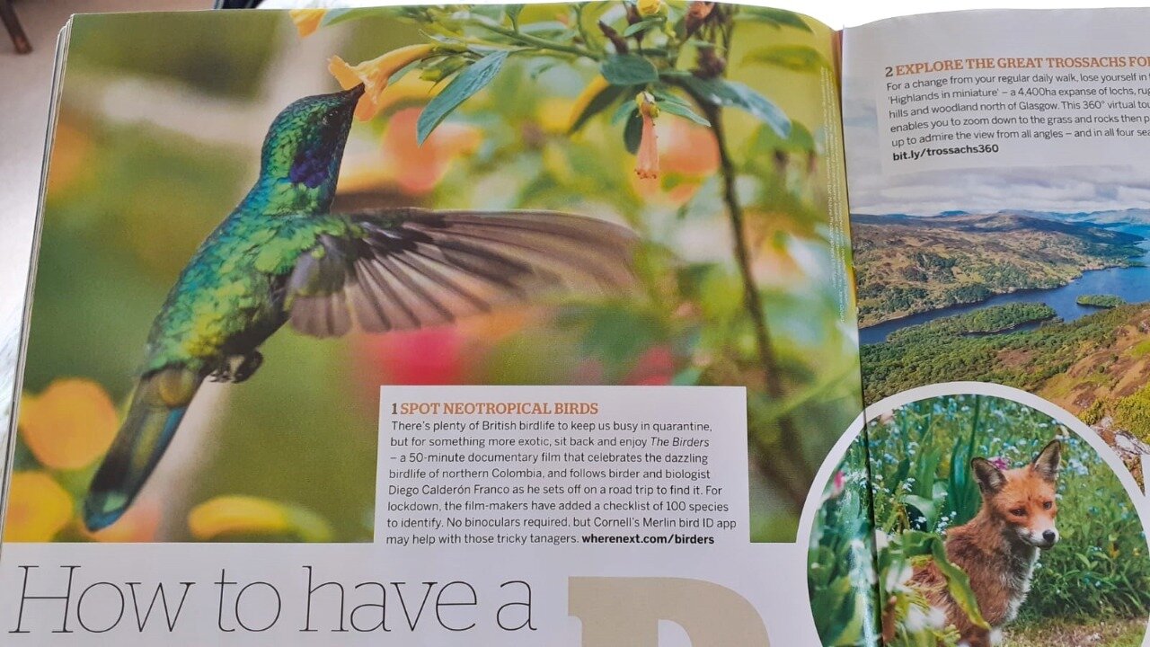 Interactive Bird From Home Campaign Goes Global | WhereNext