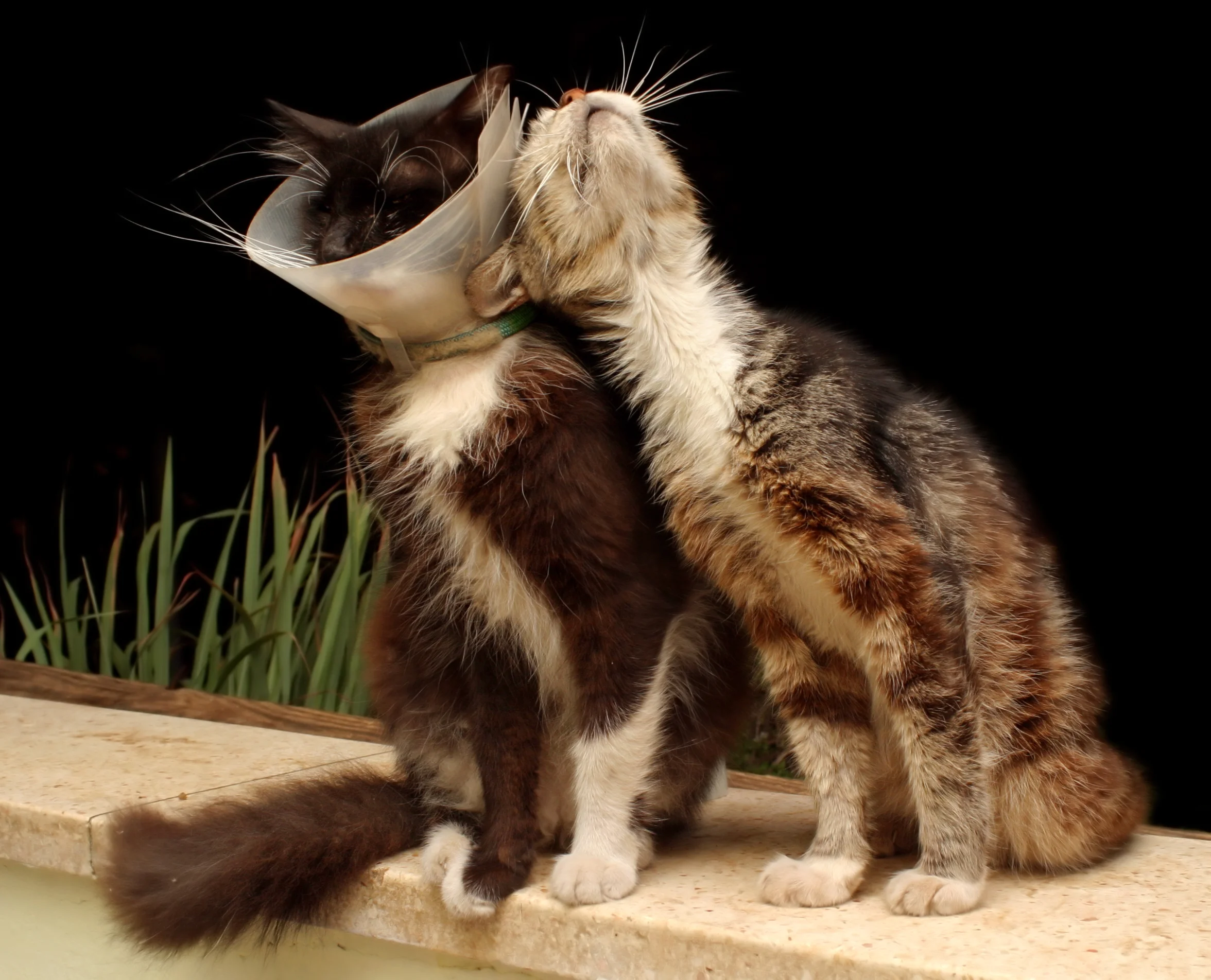 Boulevard Animal Hospital - Veterinarian in Athens, GA